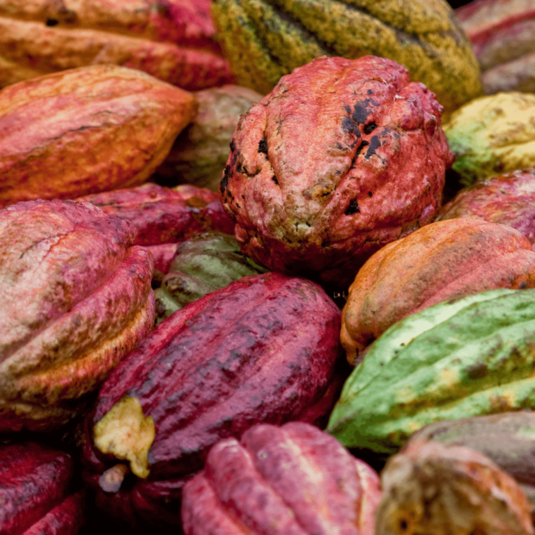 La cabosse de cacao : guide ultime sur le fruit du cacaoyer - wecacao