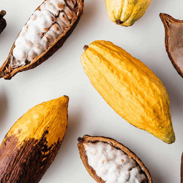 La cabosse de cacao : guide ultime sur le fruit du cacaoyer - wecacao