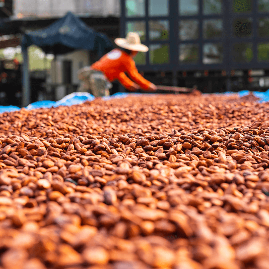 Fèves de cacao fermentées : tout savoir sur la fermentation des graines ...