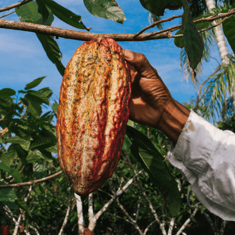 La cabosse de cacao : guide ultime sur le fruit du cacaoyer - wecacao