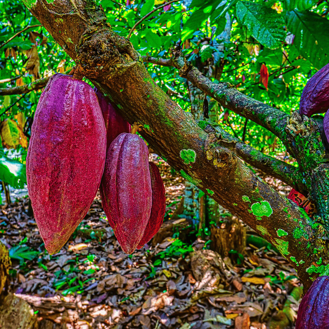 Les différentes variétés de cacaoyers : découvrez les origines de cette ...