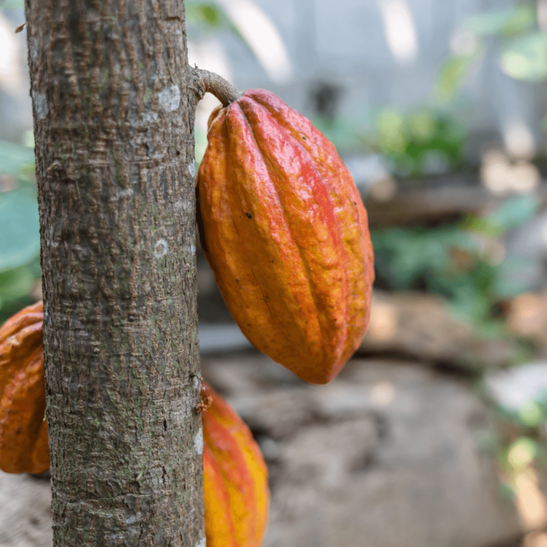 Les différentes variétés de cacaoyers : découvrez les origines de cette ...