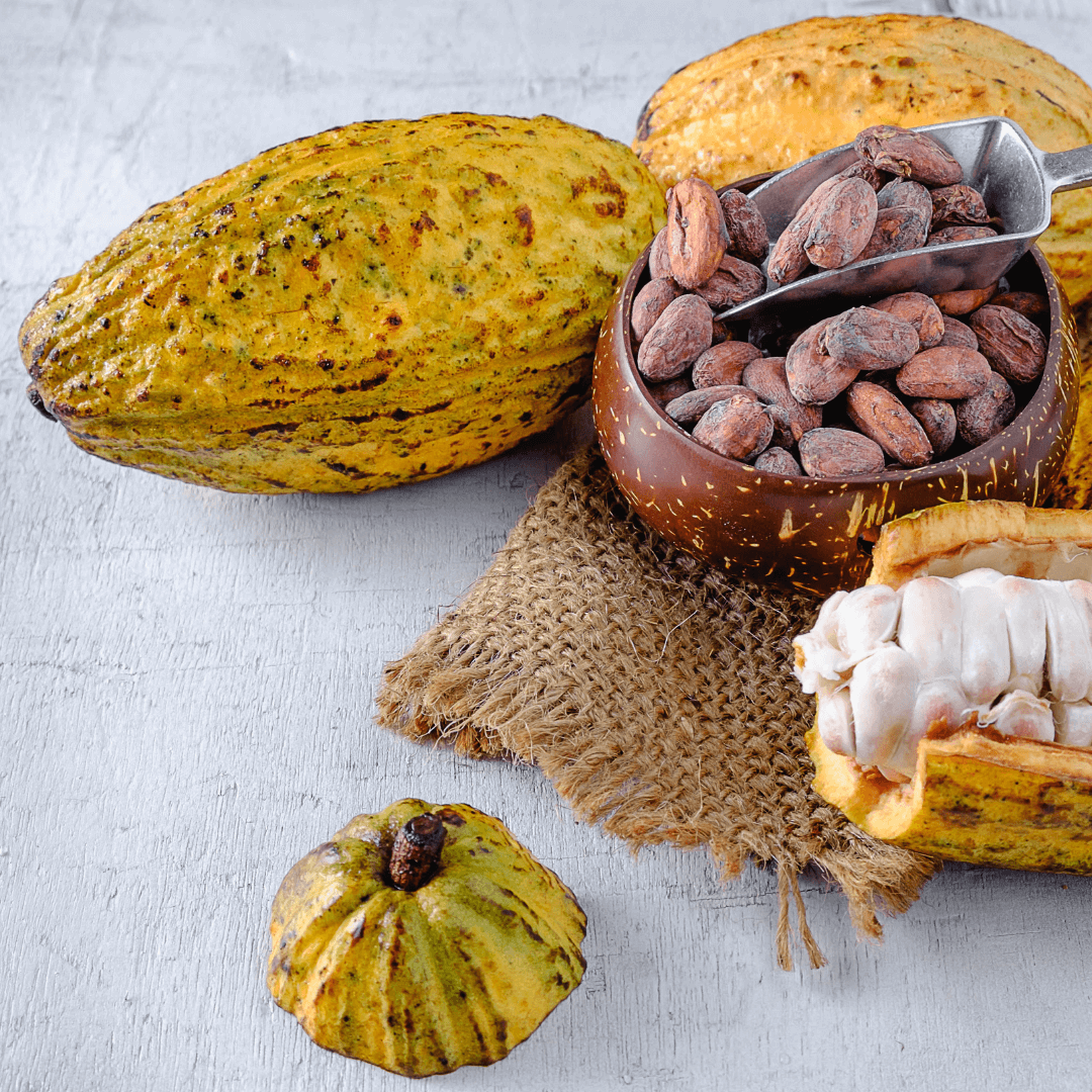Les étapes de la culture du cacao : tout ce qu’il faut savoir sur le ...
