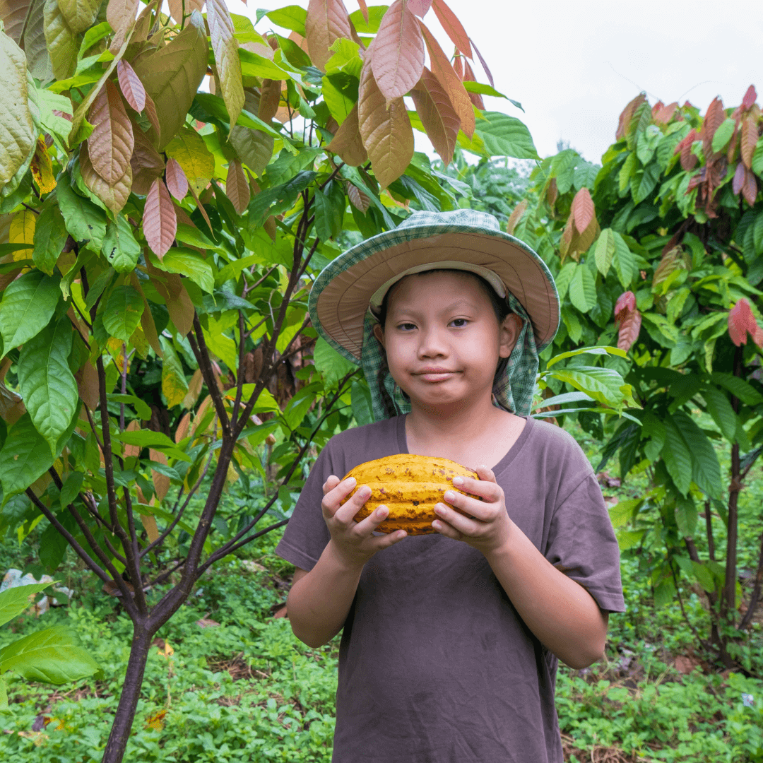 Tous les secrets de la fleur de cacaoyer: sa morphologie, son rôle, son ...