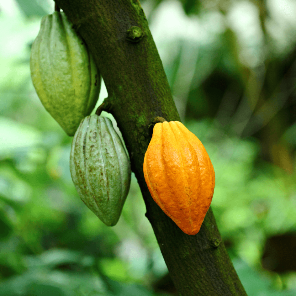 Les étapes de la culture du cacao : tout ce qu’il faut savoir sur le ...