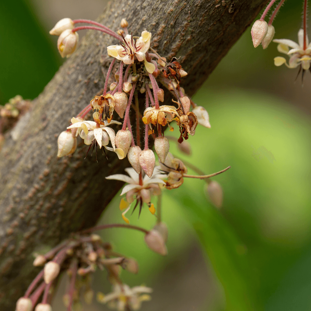 Tous les secrets de la fleur de cacaoyer: sa morphologie, son rôle, son ...