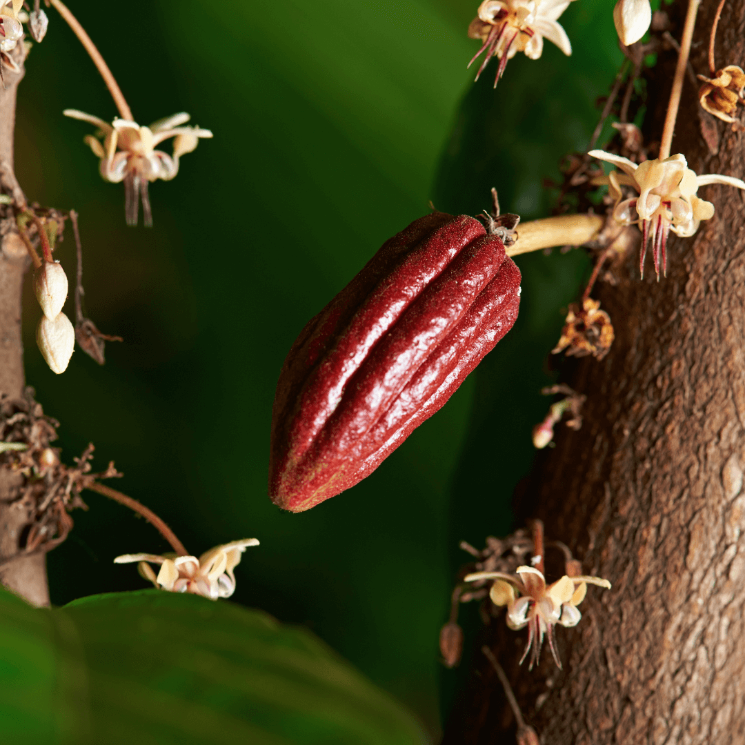 Tous les secrets de la fleur de cacaoyer: sa morphologie, son rôle, son ...