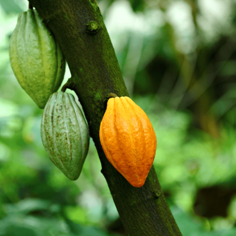 La production moyenne de cacao par arbre et par an: enjeux, conditions ...