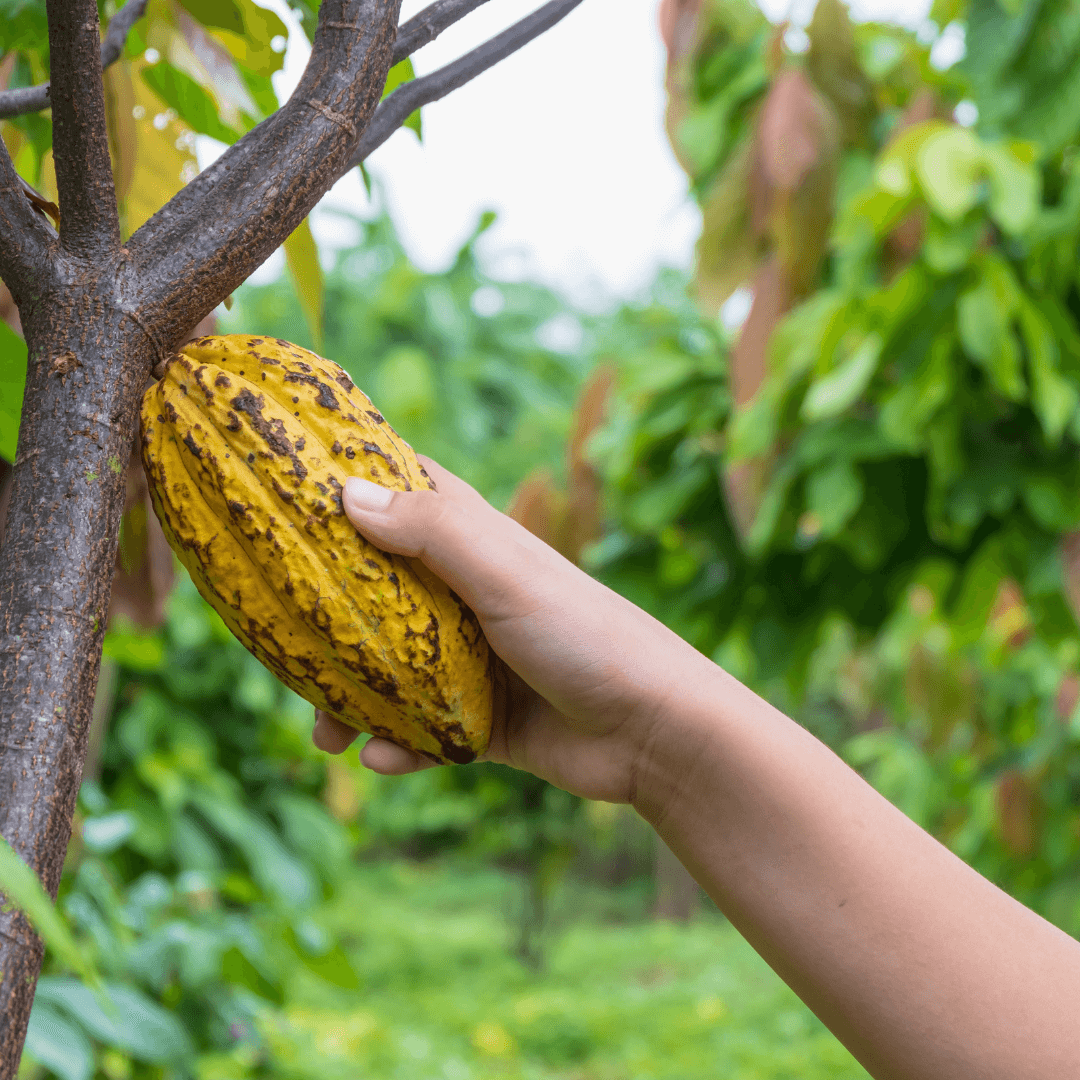 Les étapes de la culture du cacao : tout ce qu’il faut savoir sur le ...