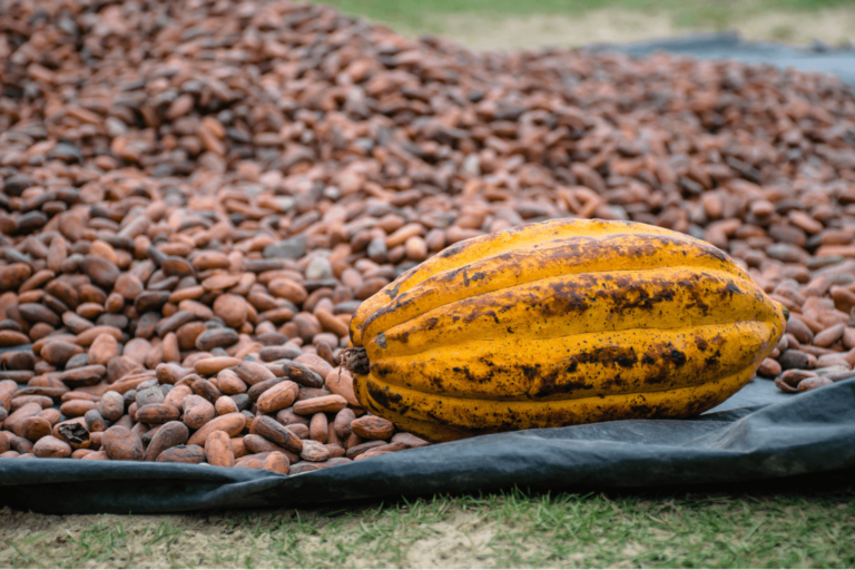 Le Criollo: Cette Variété de Cacao quintessence du monde du chocolat ...