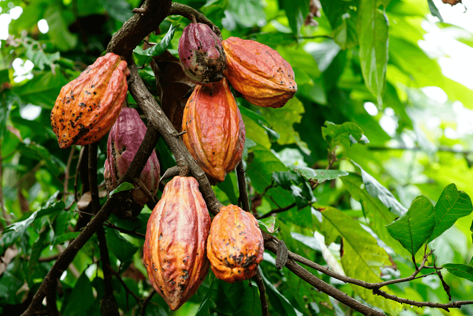 Le Trinitario: Une Variété De Cacao Exceptionnelle - wecacao