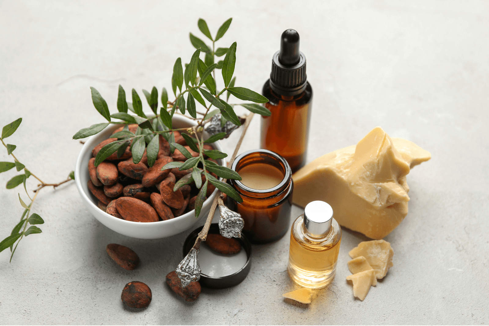 Feuille de cacao : tout savoir sur les feuilles de cacaoyer, leur ...